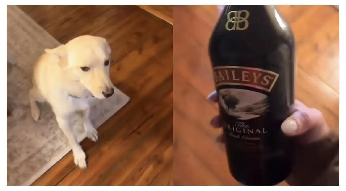 Perrito se toma dos botellas de alcohol y su dueña lo encuentra ...