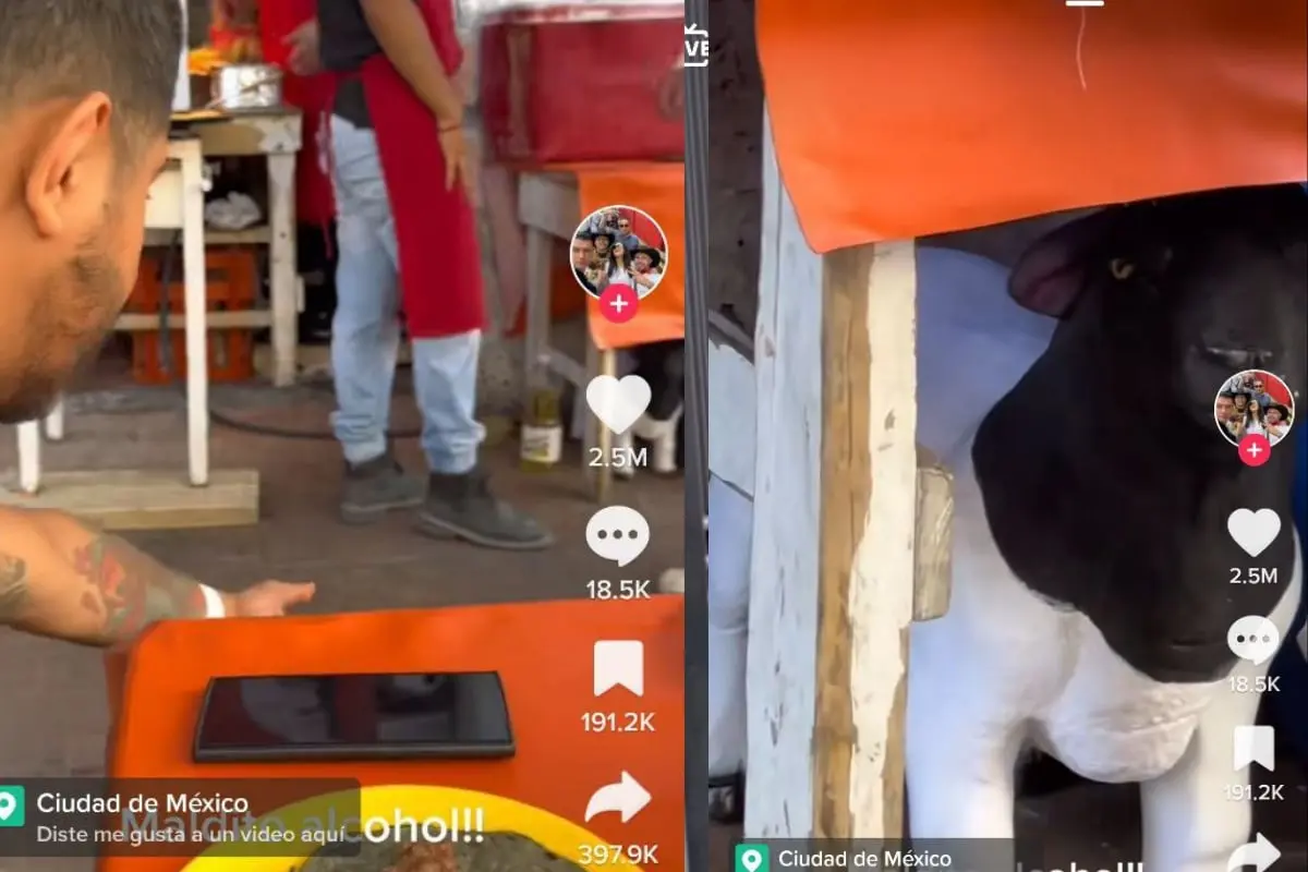 Joven ebrio confunde borrego de yeso con uno real: ven chiquito ...