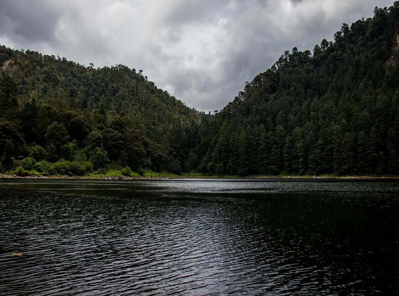 CDMX y Edomex entregan 455 mil plantas al Bosque de Agua - Quinto Poder